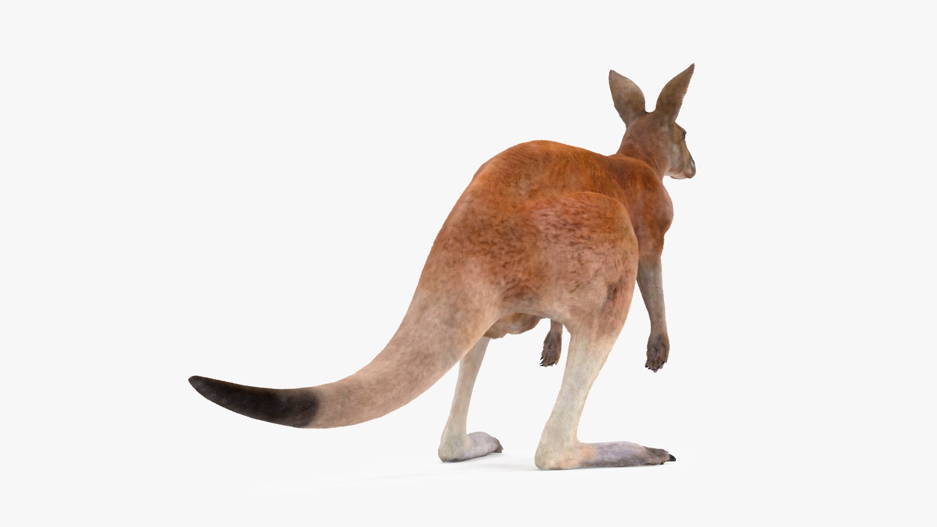 Kangaroo Fur 3D Model - TurboSquid 2268590