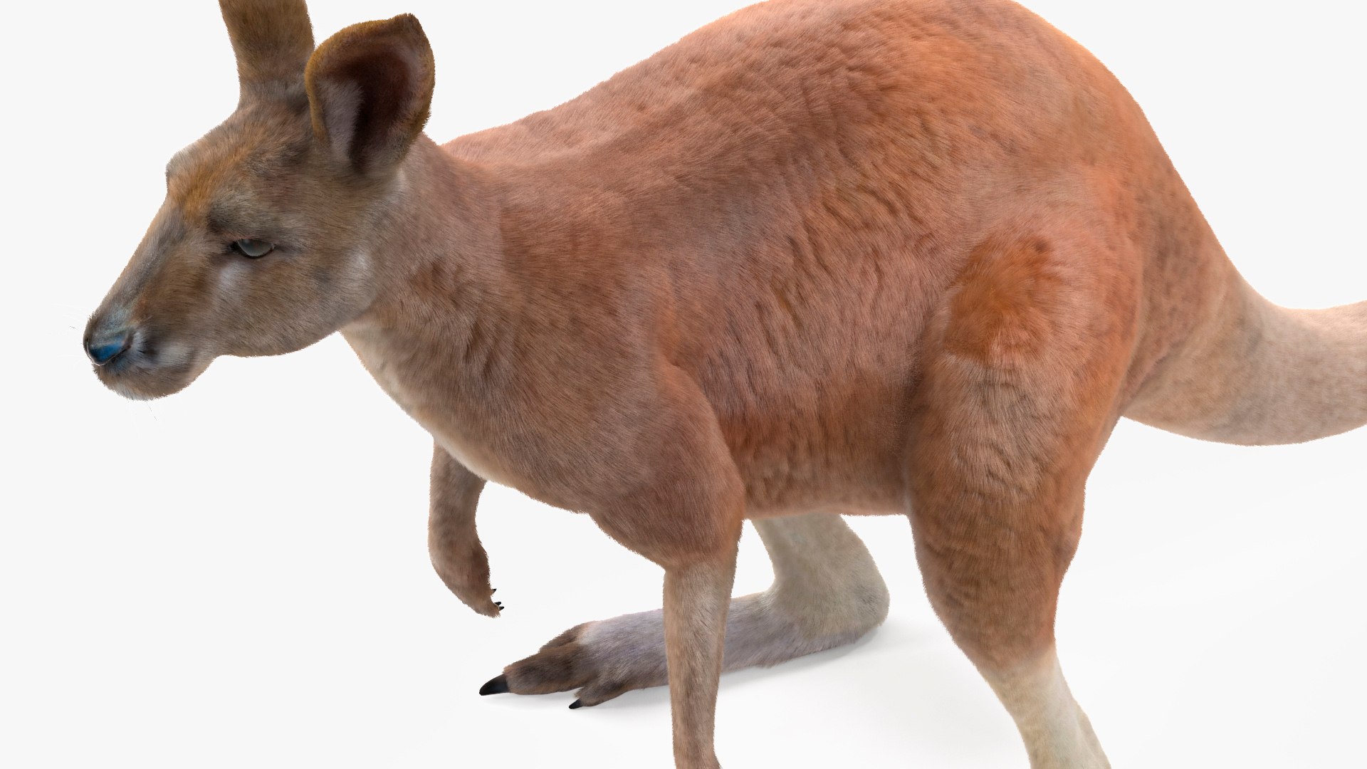 Kangaroo Fur 3D Model - TurboSquid 2268590