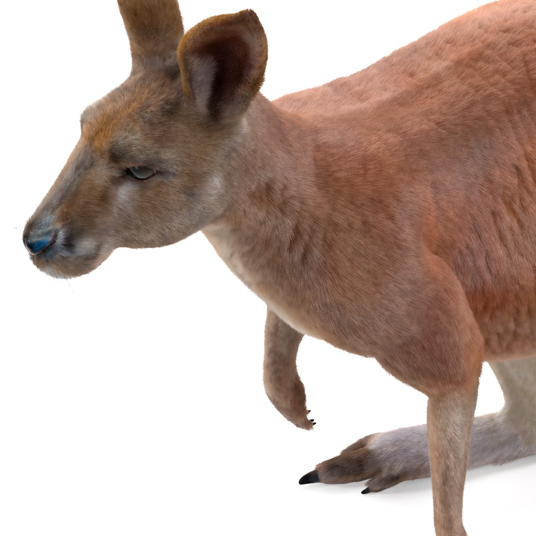 Kangaroo Fur 3D Model - TurboSquid 2268590