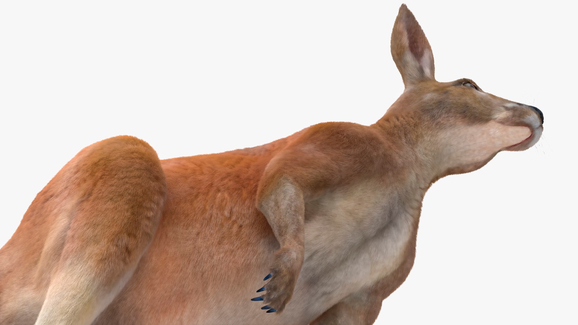 Kangaroo Fur 3D Model - TurboSquid 2268590