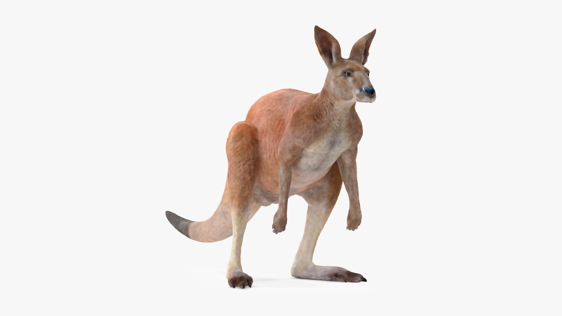 Kangaroo Fur 3D Model - TurboSquid 2268590