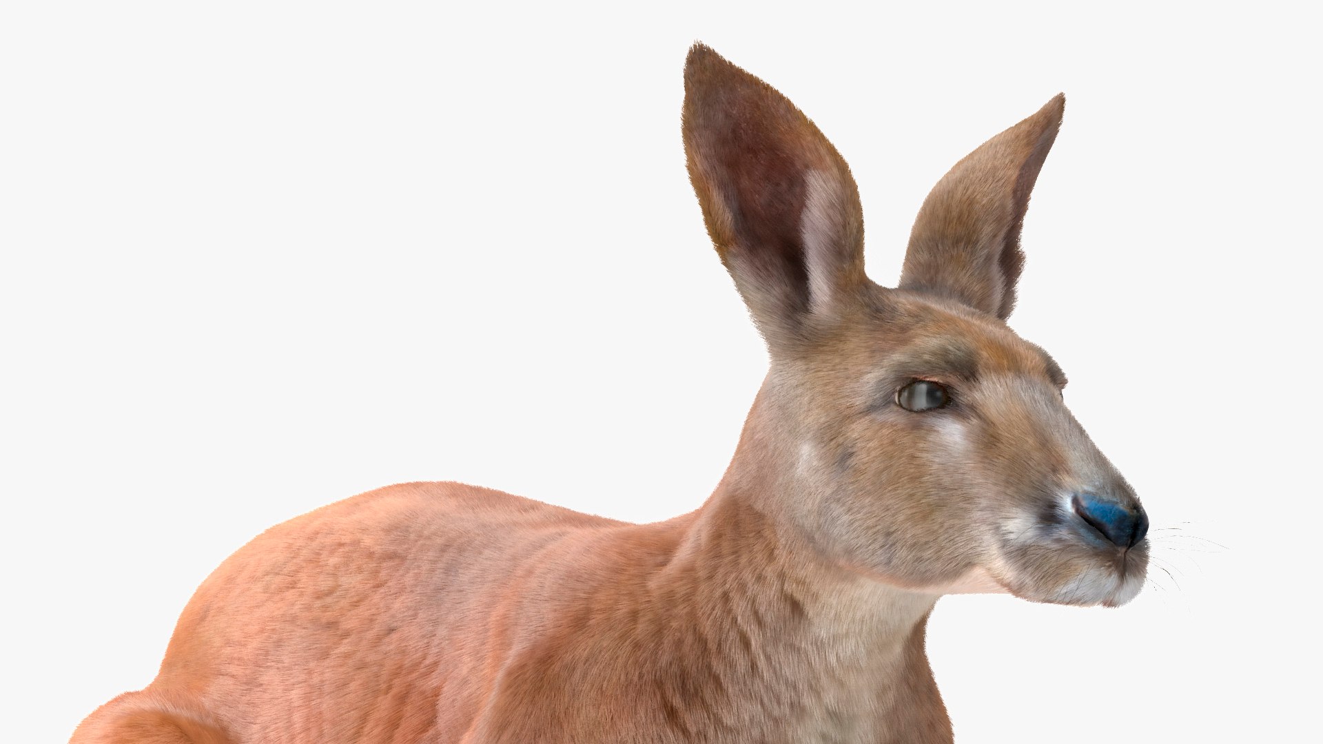 Kangaroo Fur 3D Model - TurboSquid 2268590