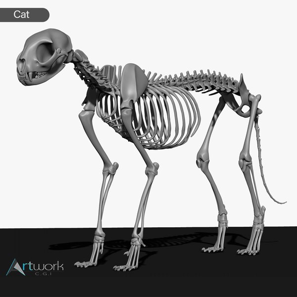 3D Cat skeleton model - TurboSquid 2049730