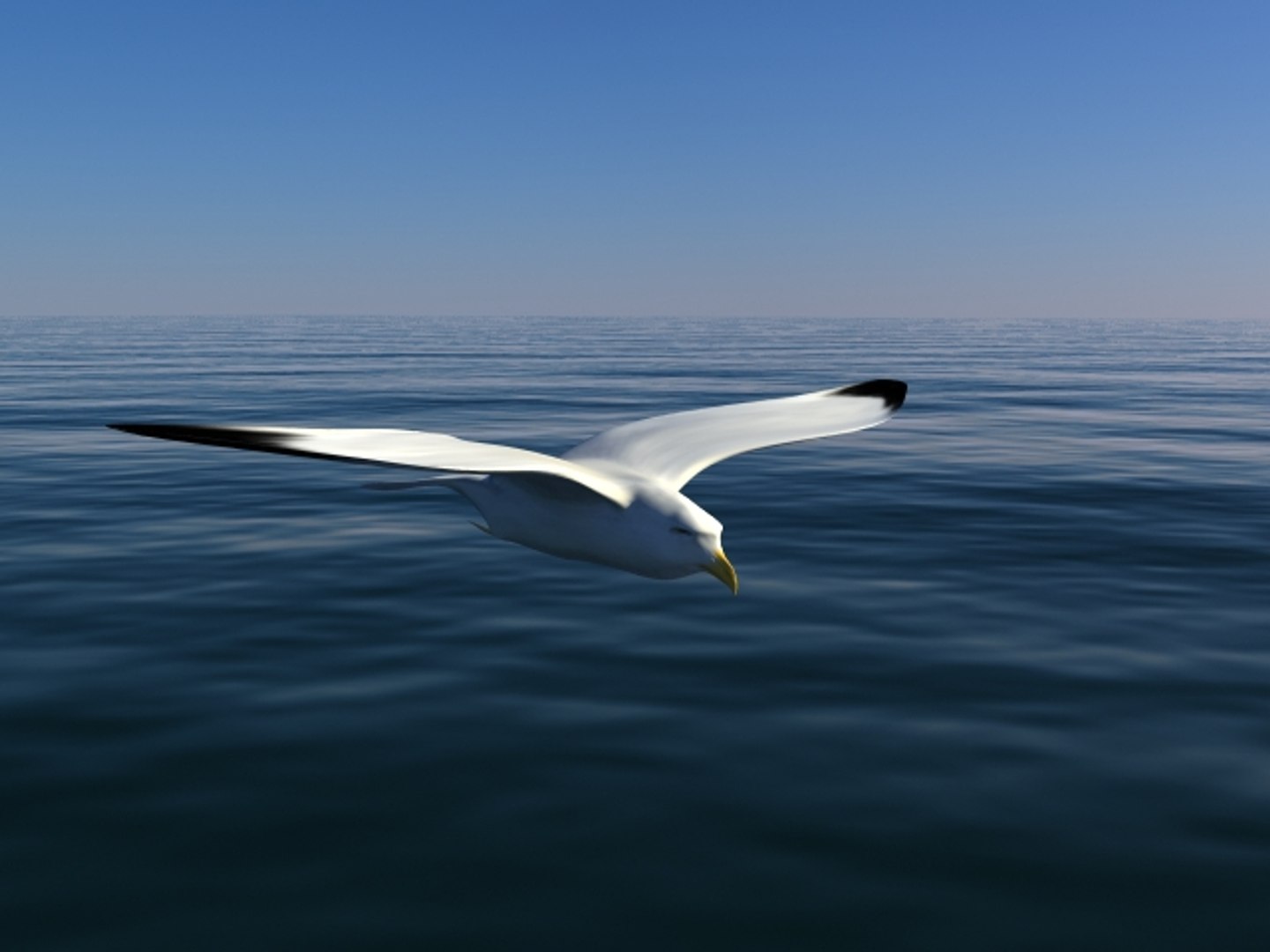Seagull 3d Model