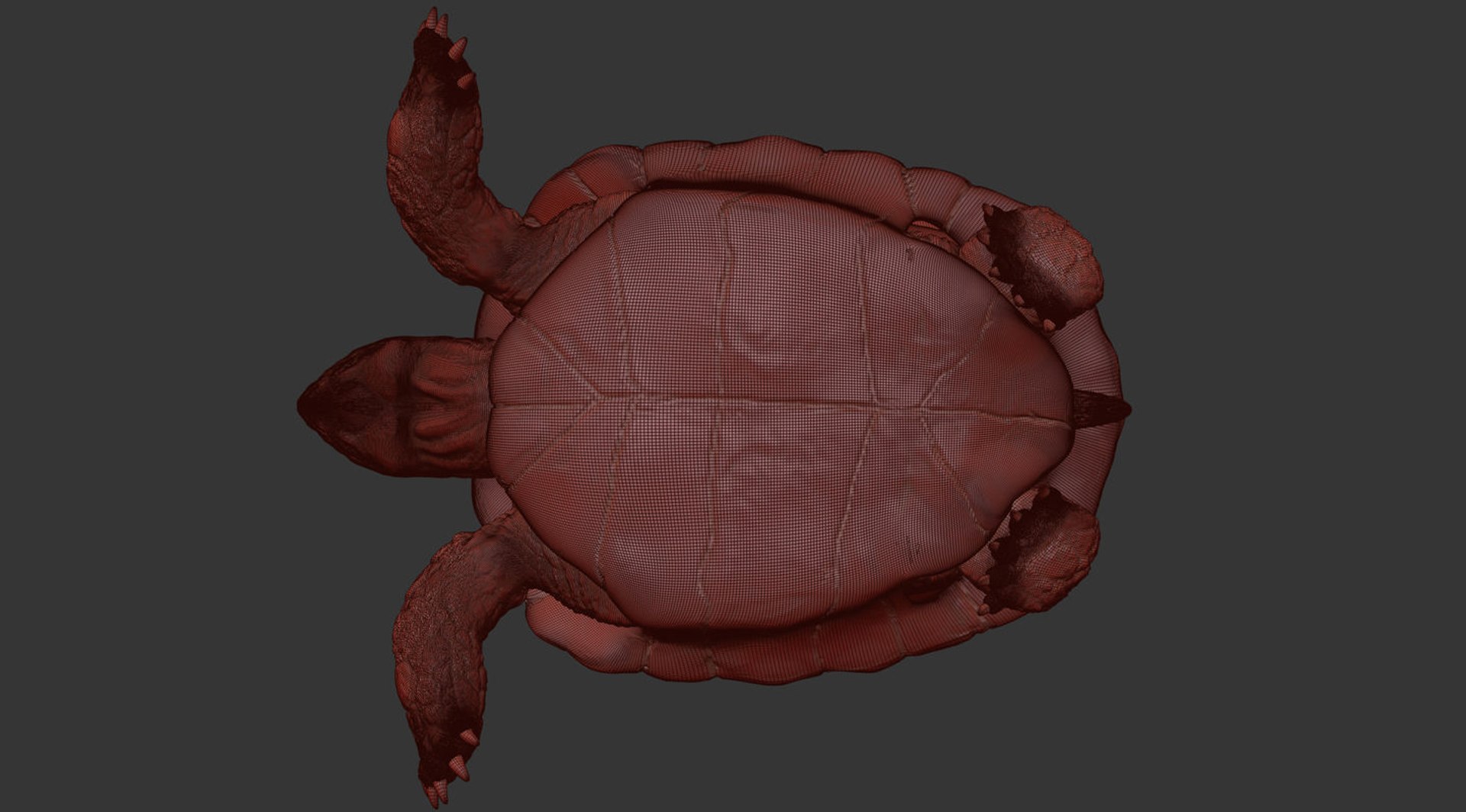 Turtle 3D Model - TurboSquid 2081535