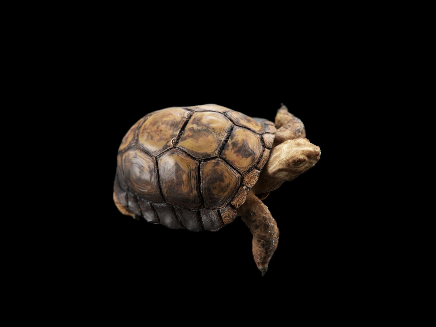 Turtle 3D Model - TurboSquid 2081535