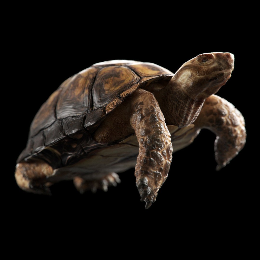 Turtle 3D model - TurboSquid 2081535
