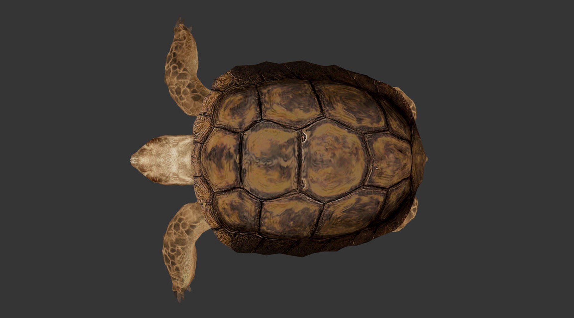 Turtle 3D Model - TurboSquid 2081535