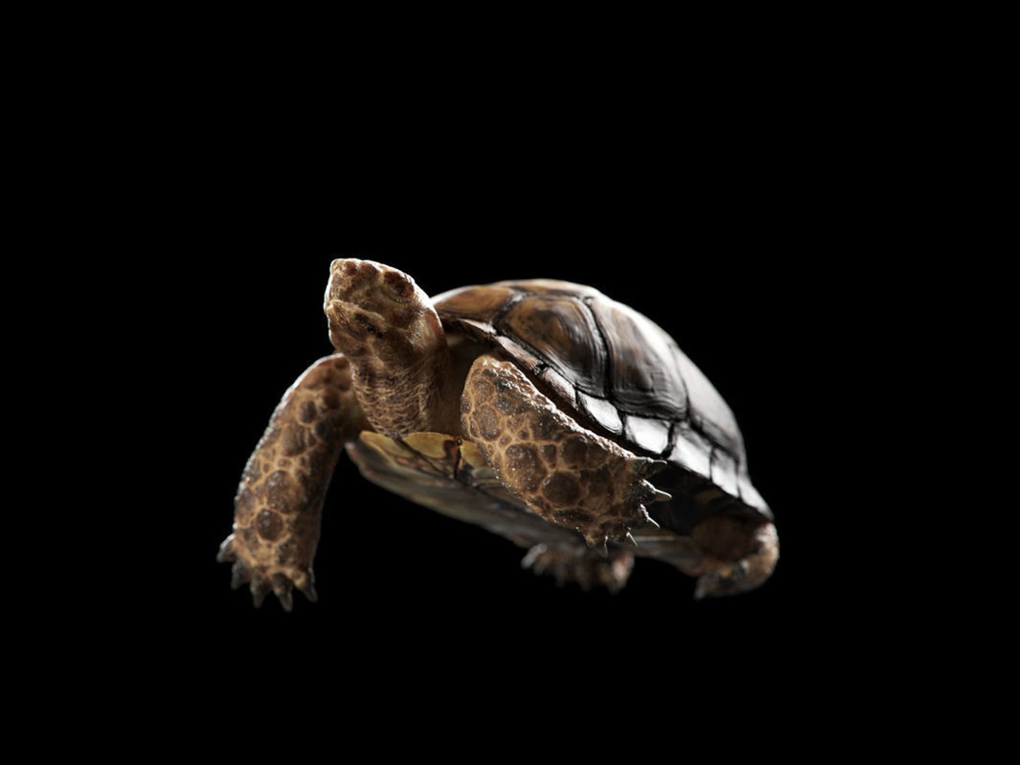Turtle 3D Model - TurboSquid 2081535