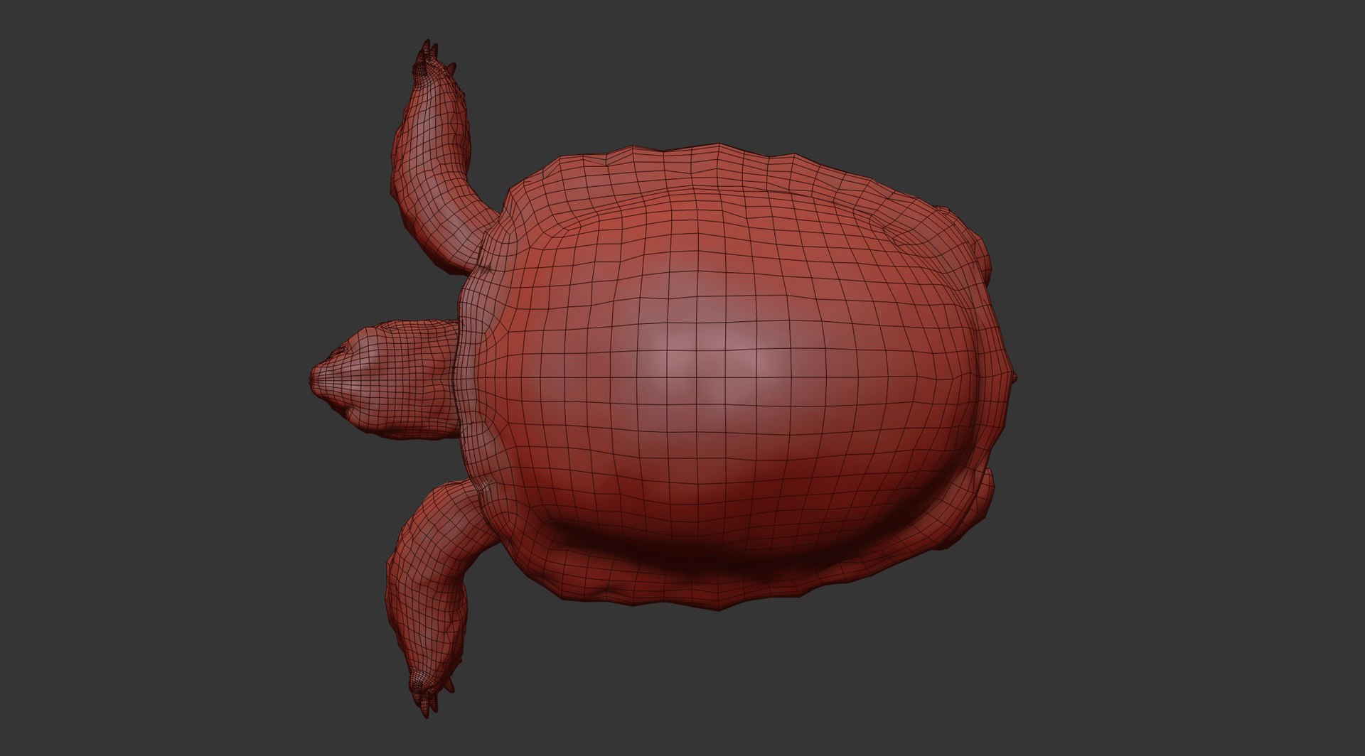 Turtle 3D Model - TurboSquid 2081535