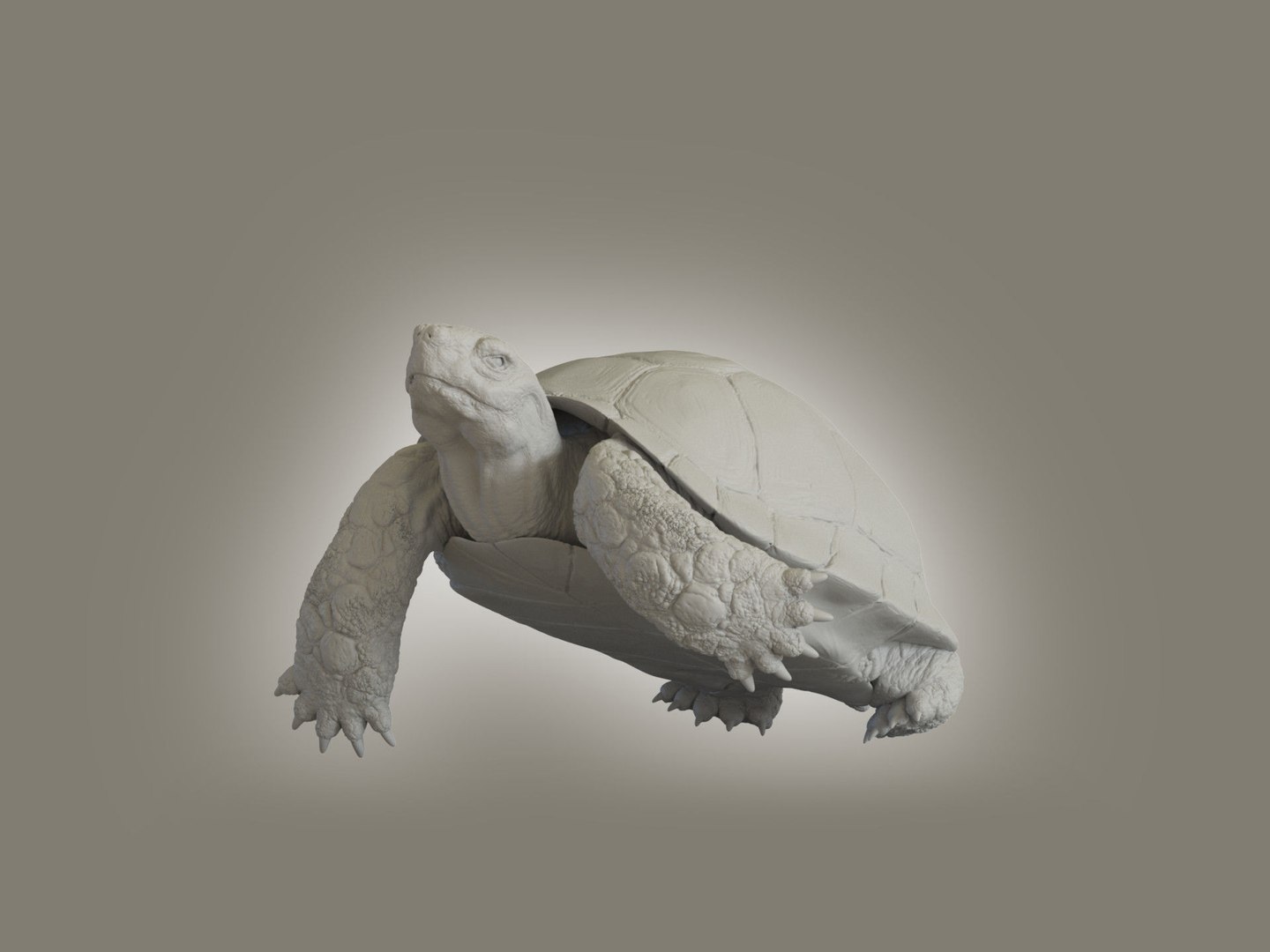 Turtle 3D Model - TurboSquid 2081535