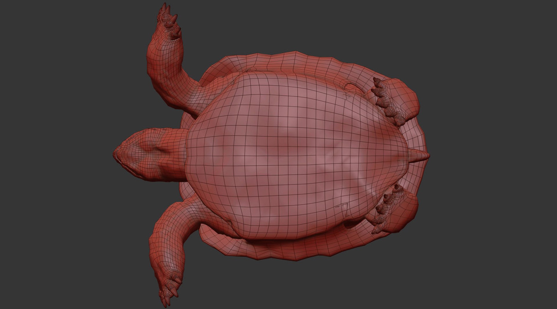 Turtle 3D Model - TurboSquid 2081535