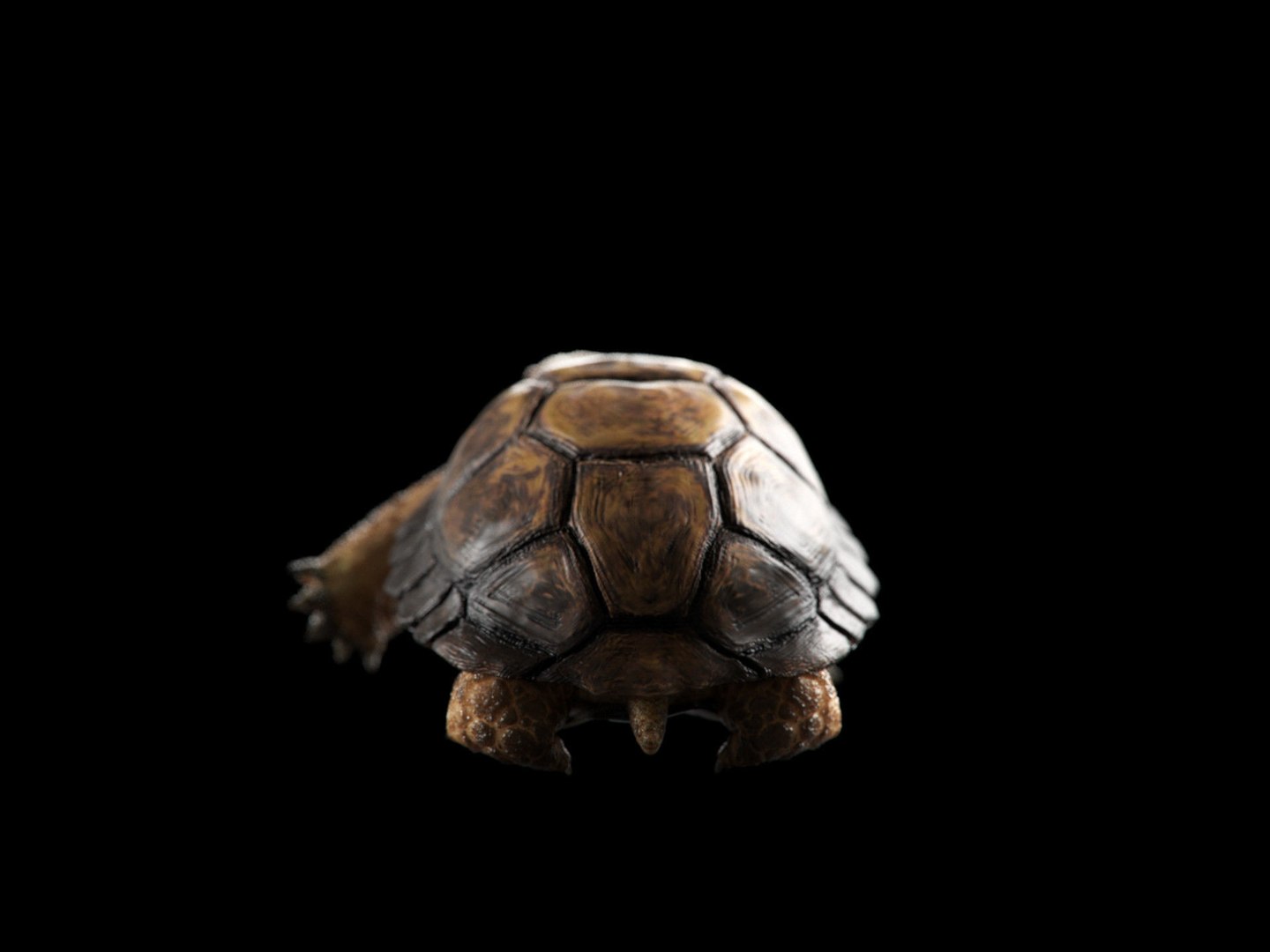 Turtle 3D Model - TurboSquid 2081535