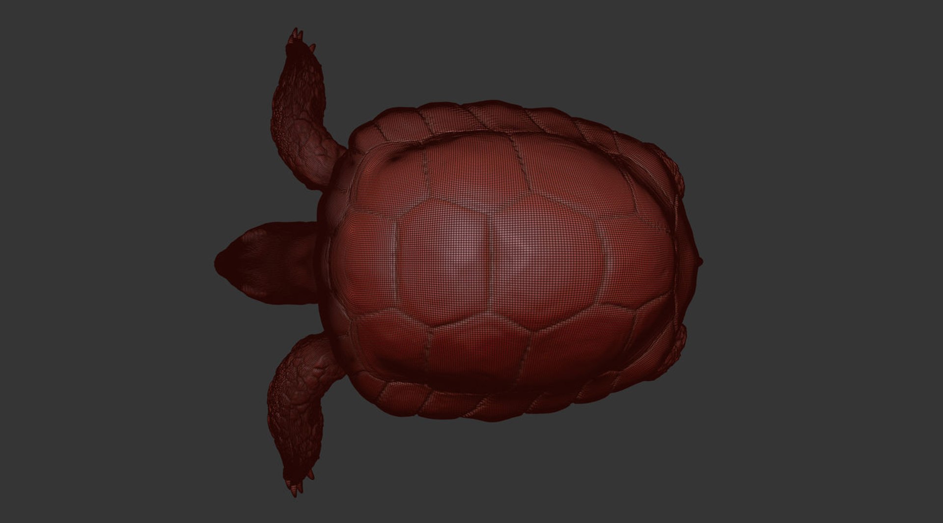 Turtle 3D Model - TurboSquid 2081535