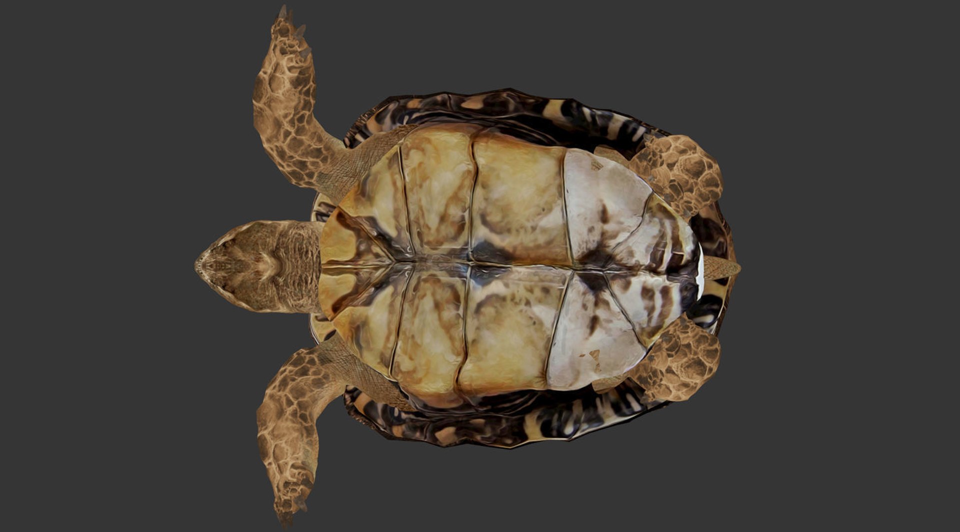 Turtle 3D Model - TurboSquid 2081535