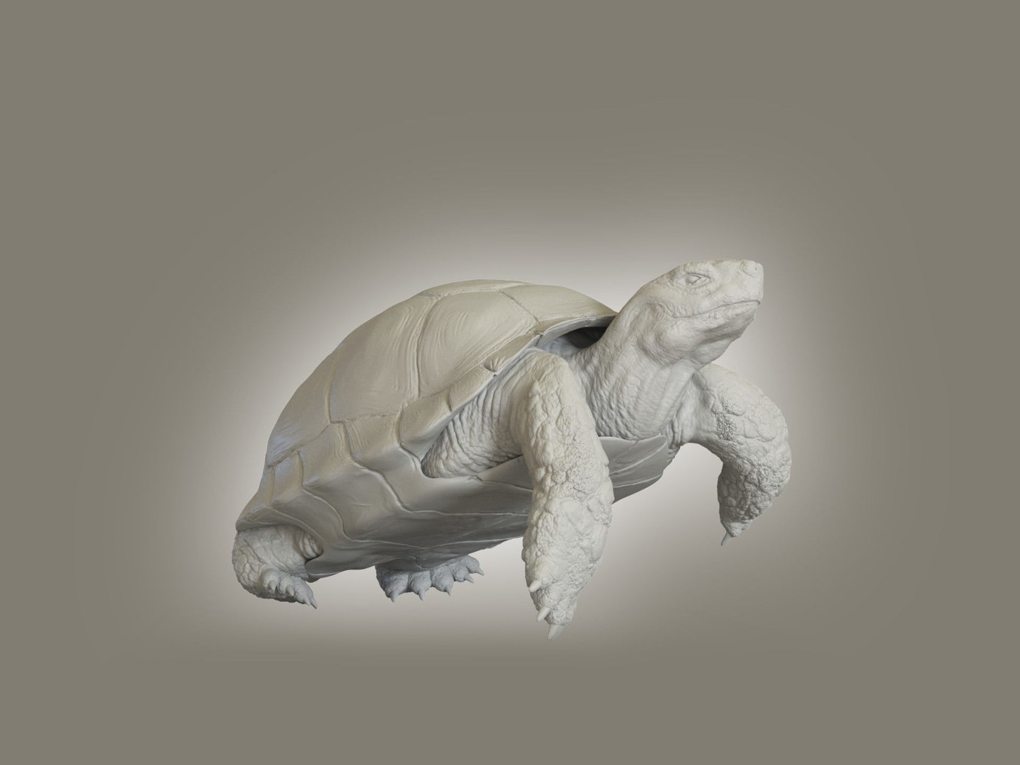 Turtle 3D Model - TurboSquid 2081535