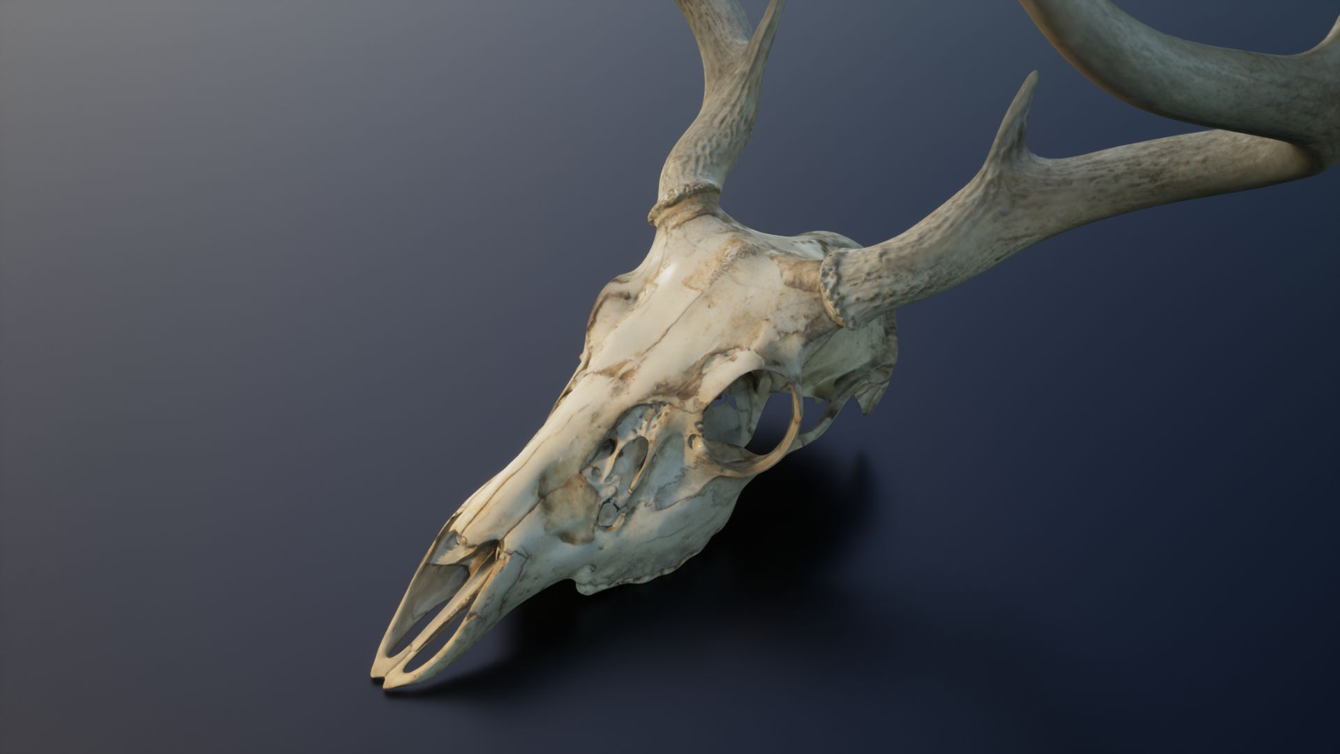 3D Deer Skull - TurboSquid 2099391
