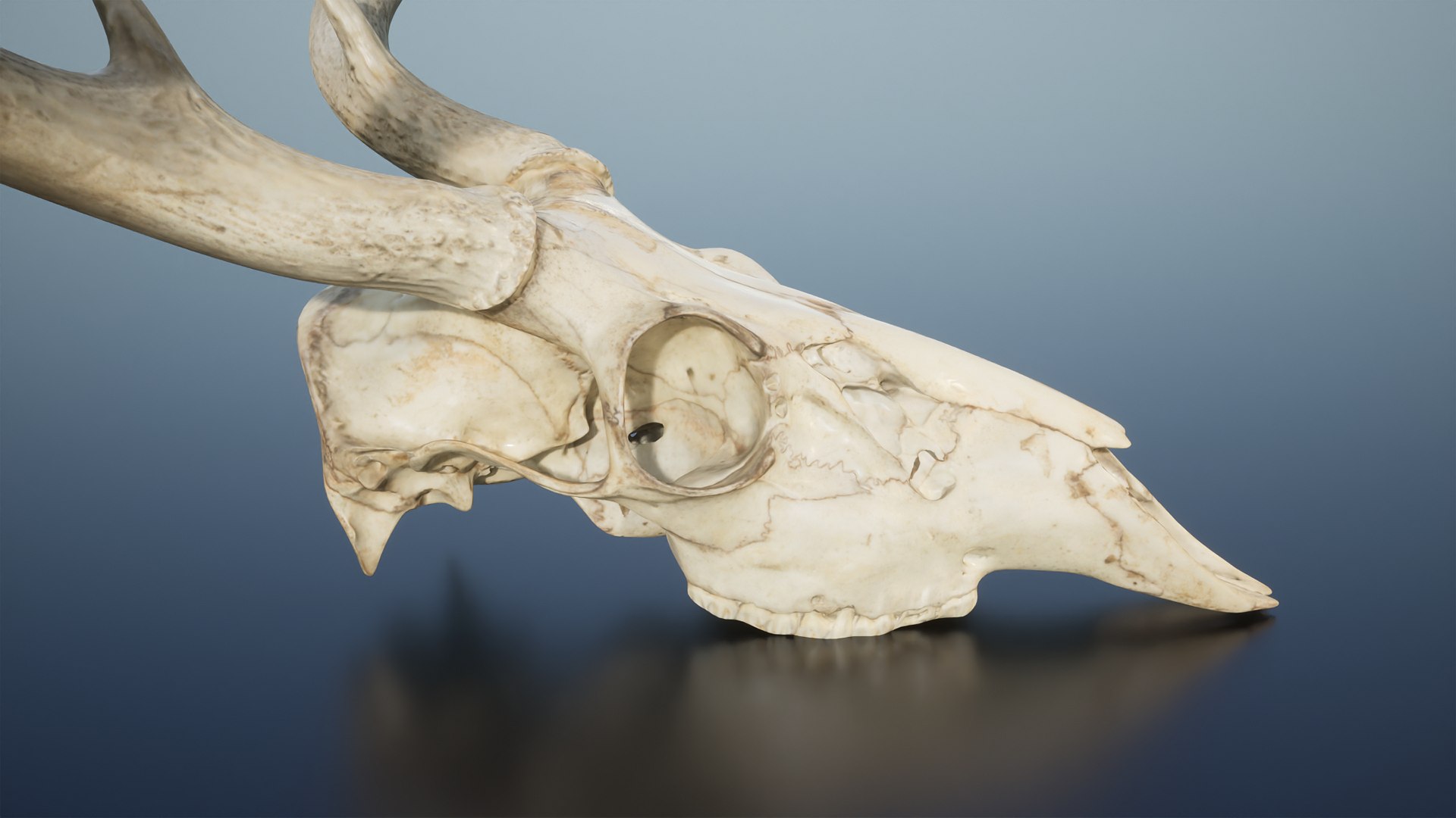 3D Deer Skull - TurboSquid 2099391