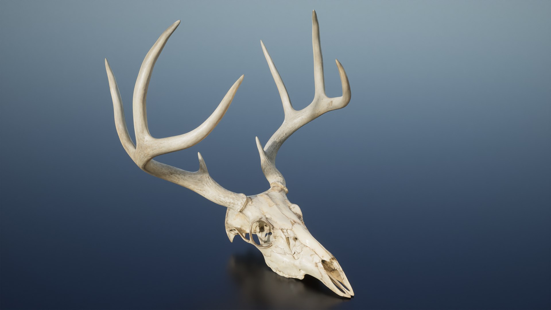 3D Deer Skull - TurboSquid 2099391