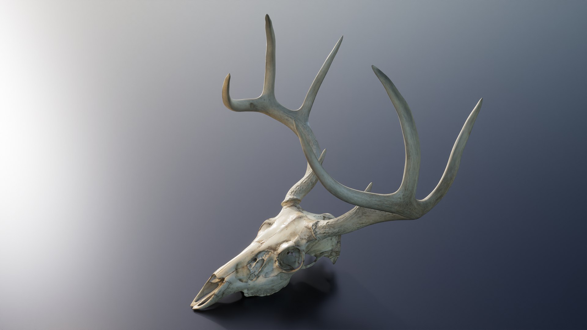 3D Deer Skull - TurboSquid 2099391