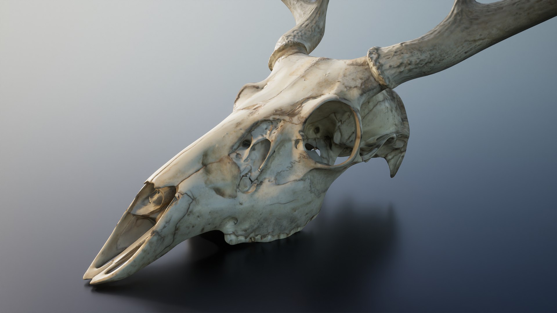 3D Deer Skull - TurboSquid 2099391