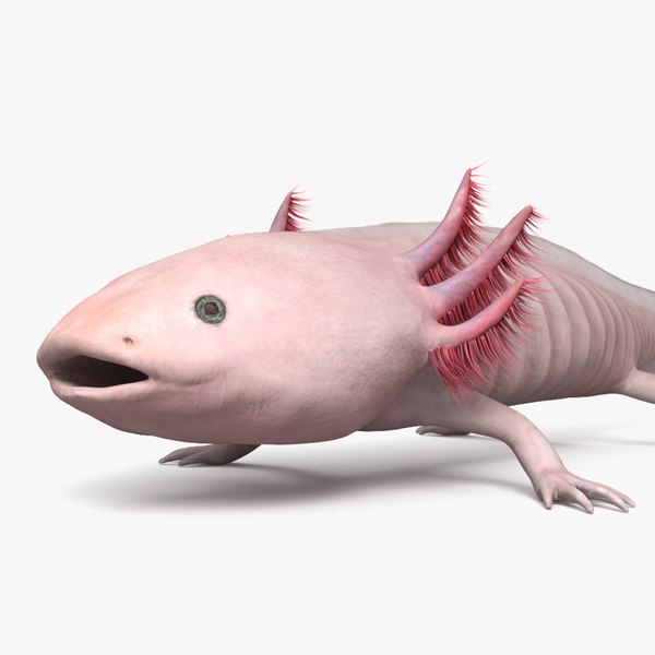 Axolotl HD 3D 모델 - TurboSquid 1933850