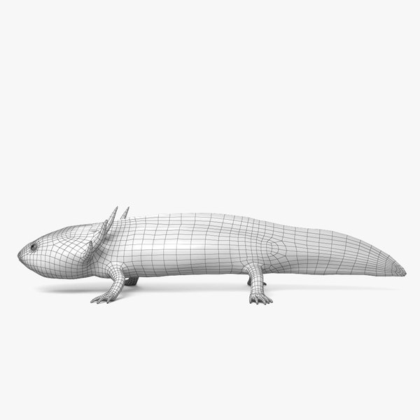 Axolotl HD3D模型 - TurboSquid 1933850