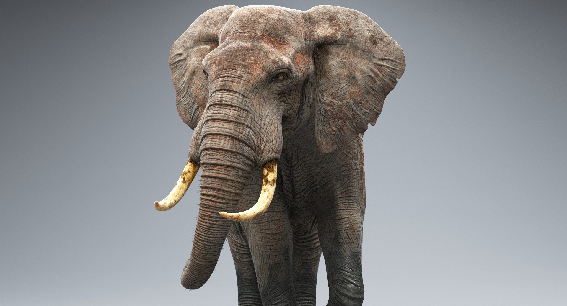 Elephant Zbrush Obj