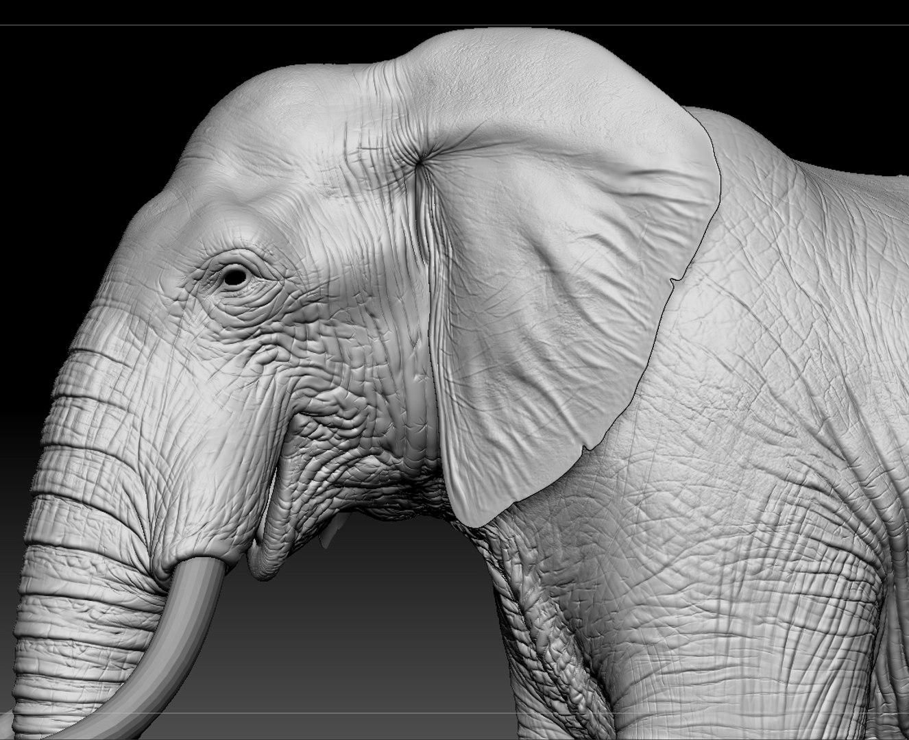 Elephant Zbrush Obj