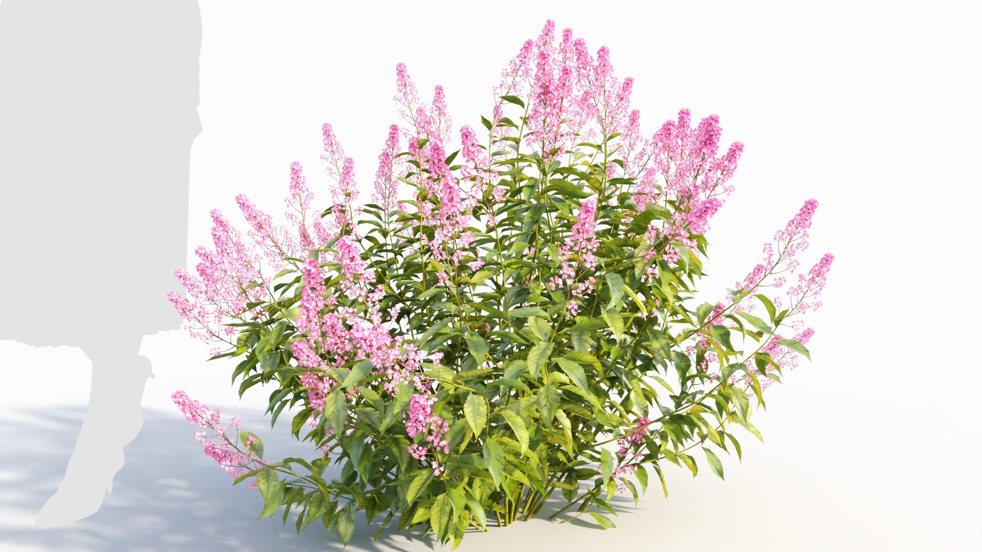 Spiraea Alb C 3D - TurboSquid 2207941