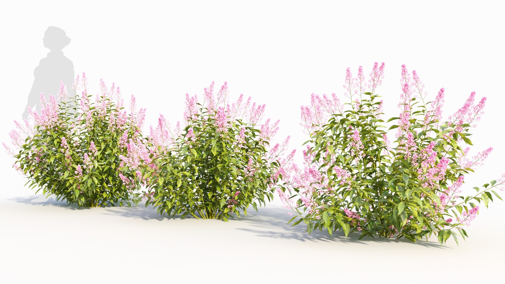Spiraea Alb C 3D - TurboSquid 2207941