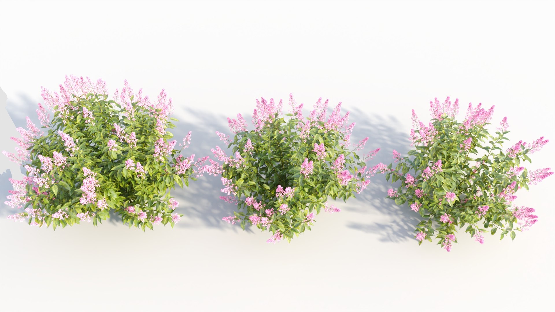 Spiraea Alb C 3D - TurboSquid 2207941