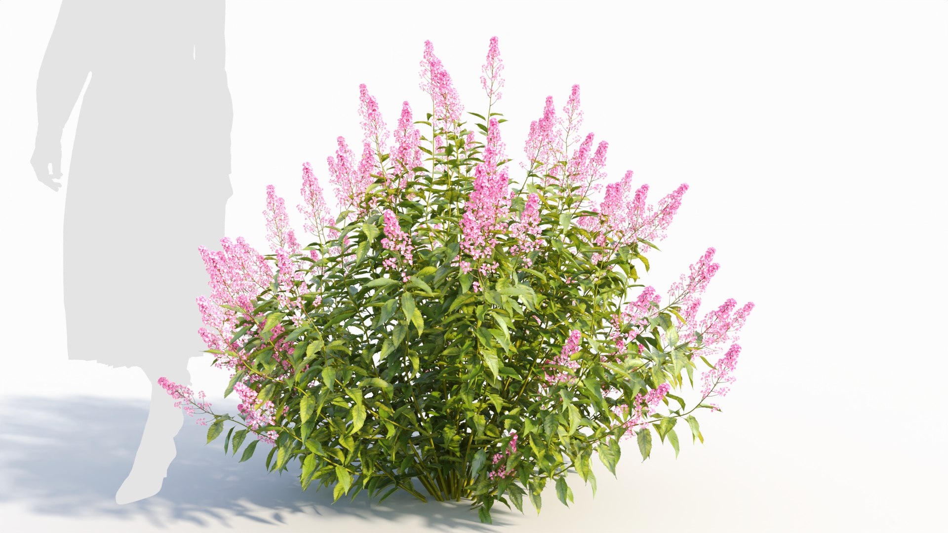 Spiraea Alb C 3D - TurboSquid 2207941