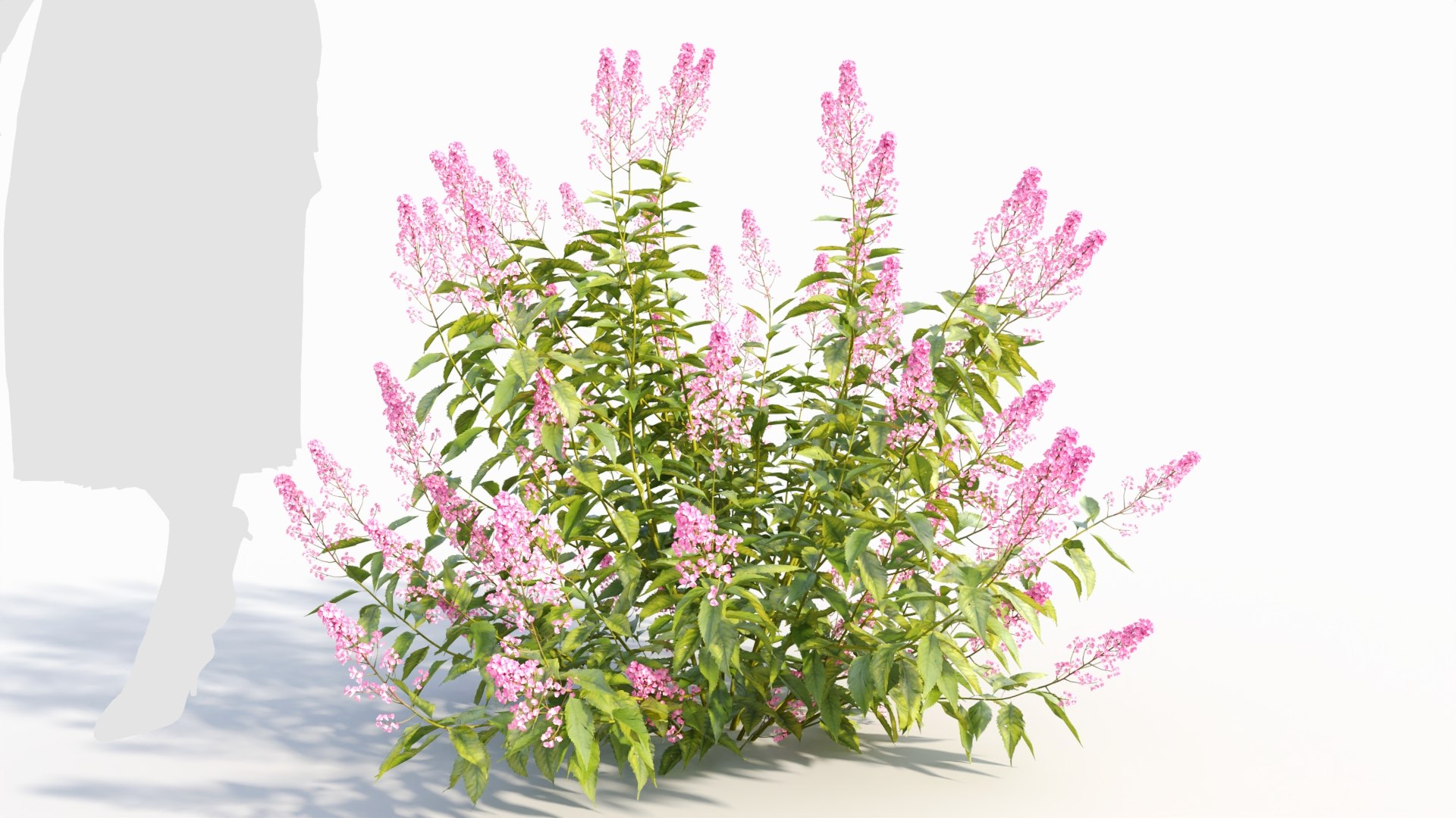Spiraea Alb C 3D - TurboSquid 2207941