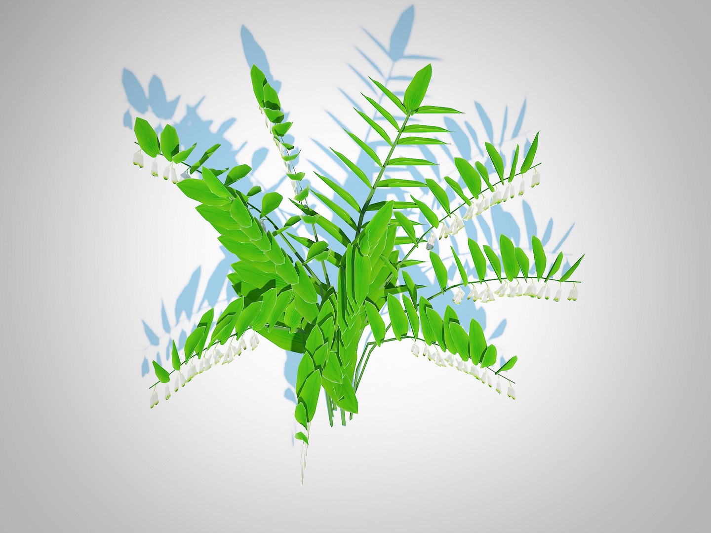 Polygonatum-Solomon Seal 3D Model - TurboSquid 2325567