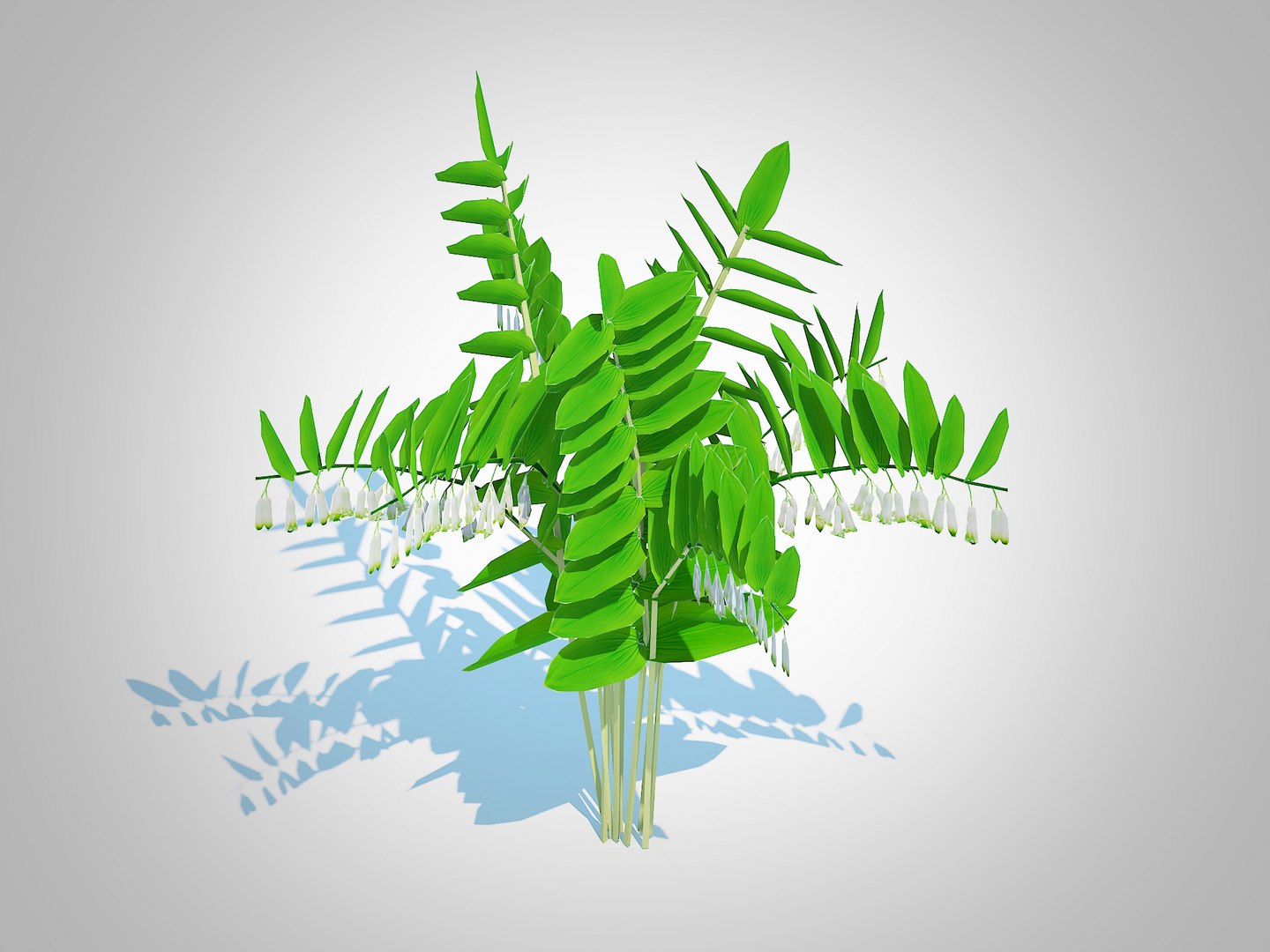 Polygonatum-Solomon Seal 3D Model - TurboSquid 2325567