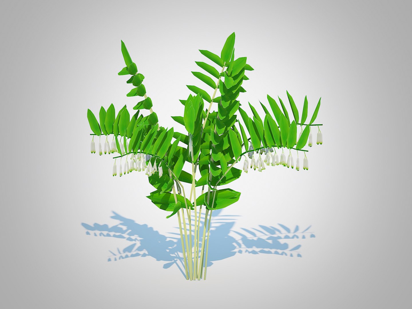 Polygonatum-Solomon Seal 3D Model - TurboSquid 2325567