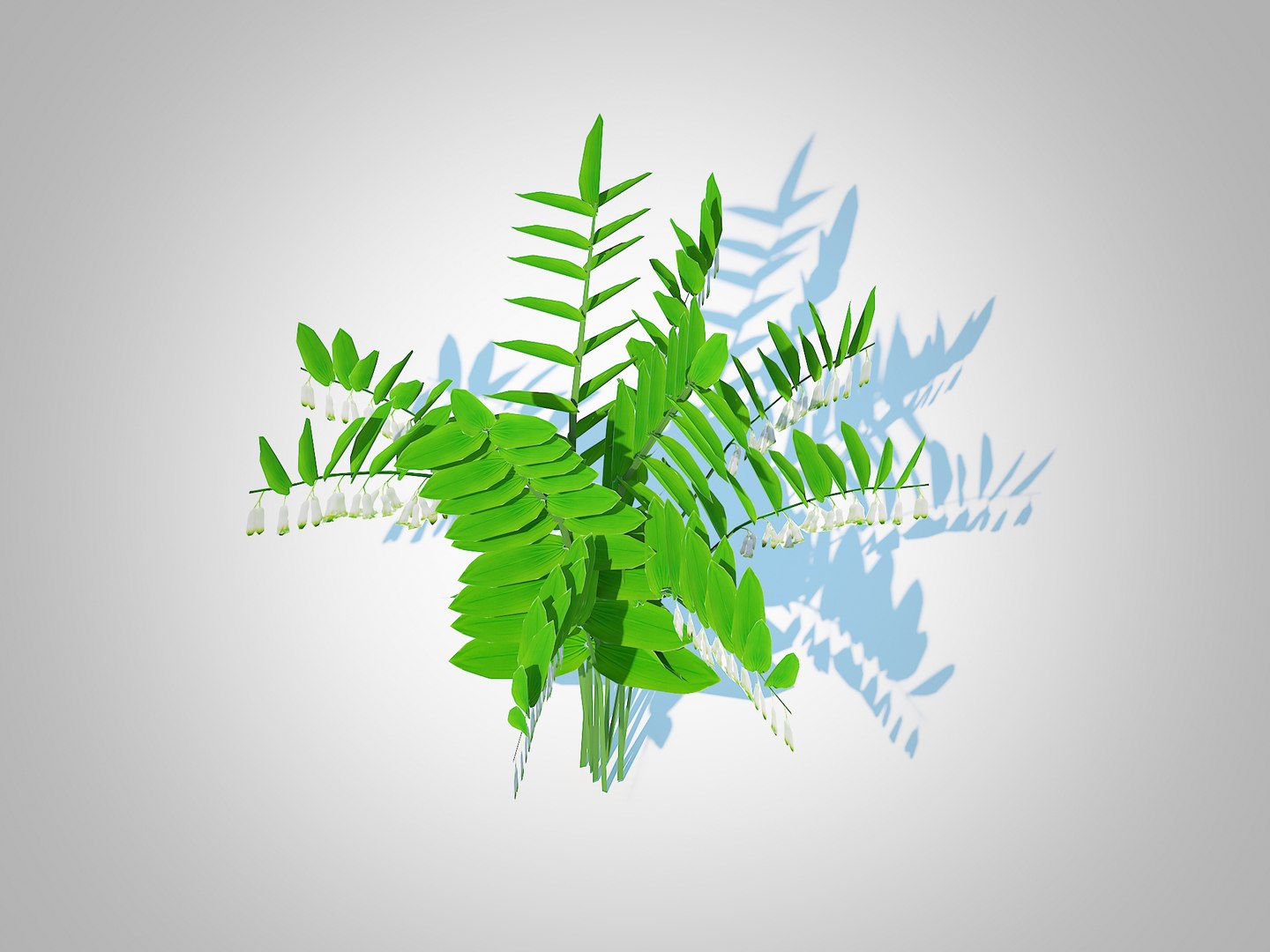 Polygonatum-Solomon Seal 3D Model - TurboSquid 2325567
