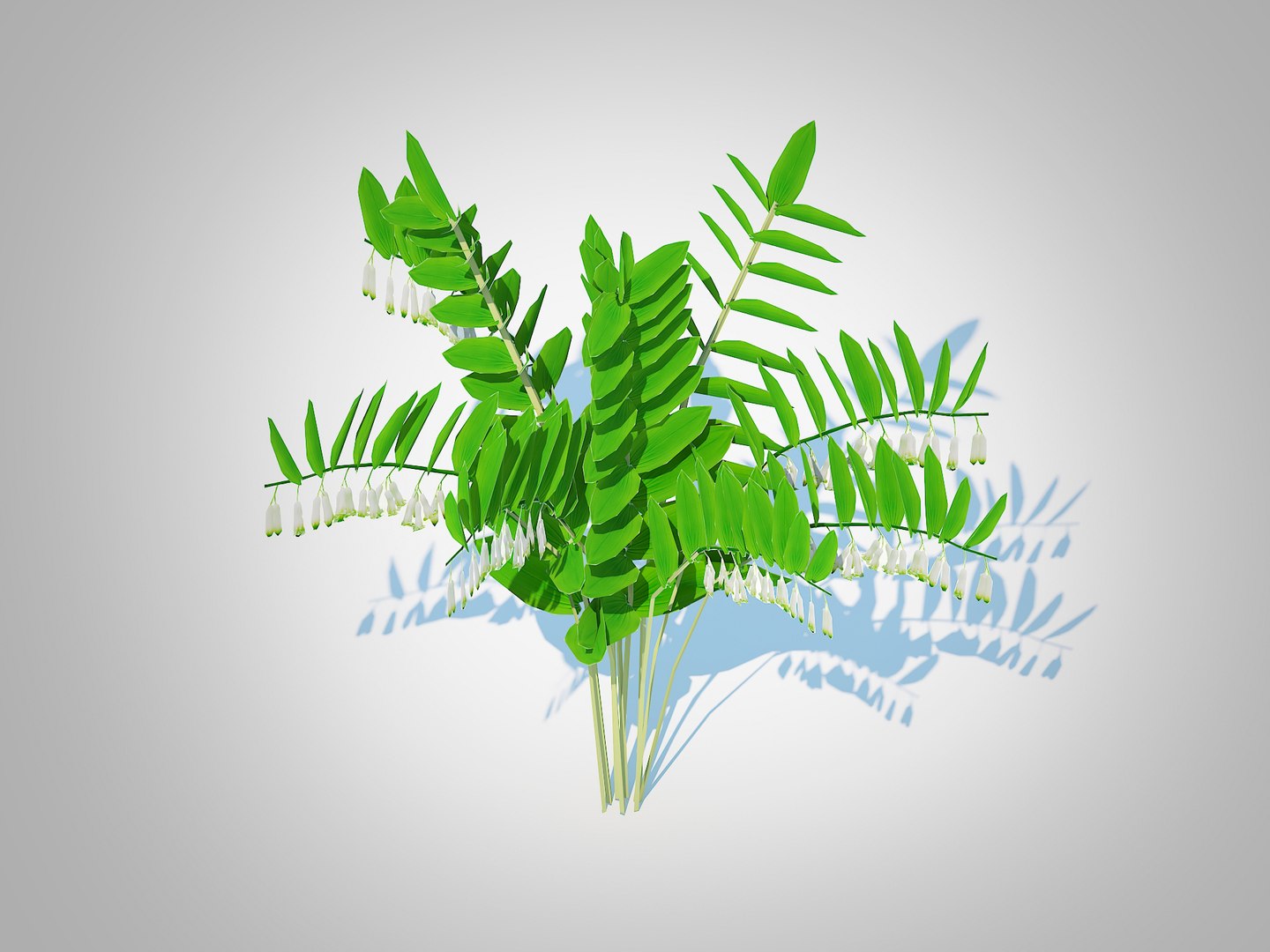 Polygonatum-Solomon Seal 3D Model - TurboSquid 2325567