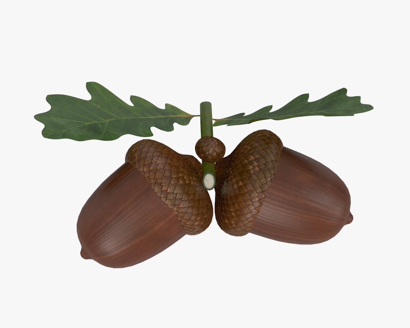 3D Acorn Leaf Dried - TurboSquid 1396176