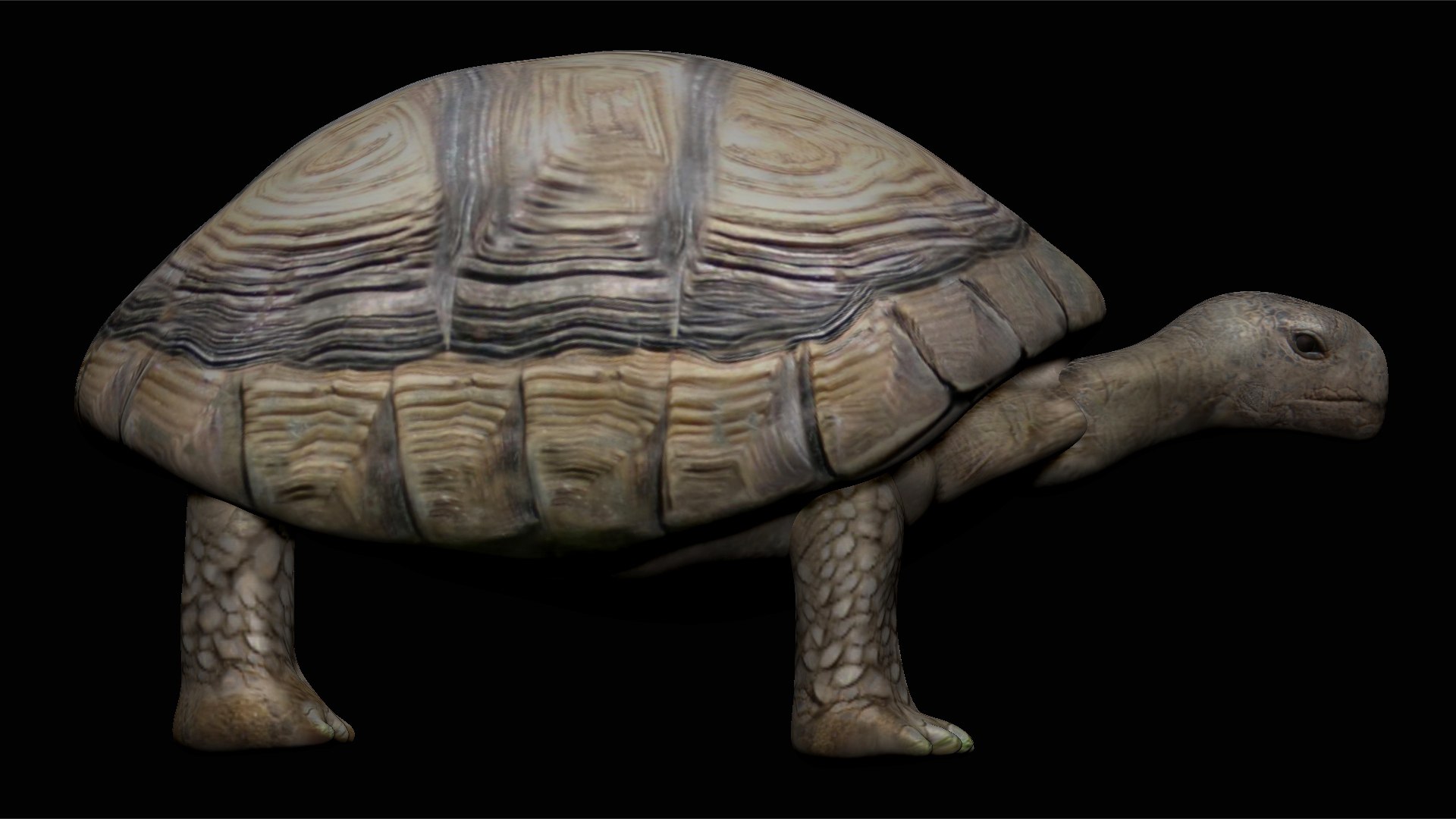 3D Model Fully Rigged Low Poly Tortoise - TurboSquid 1717044