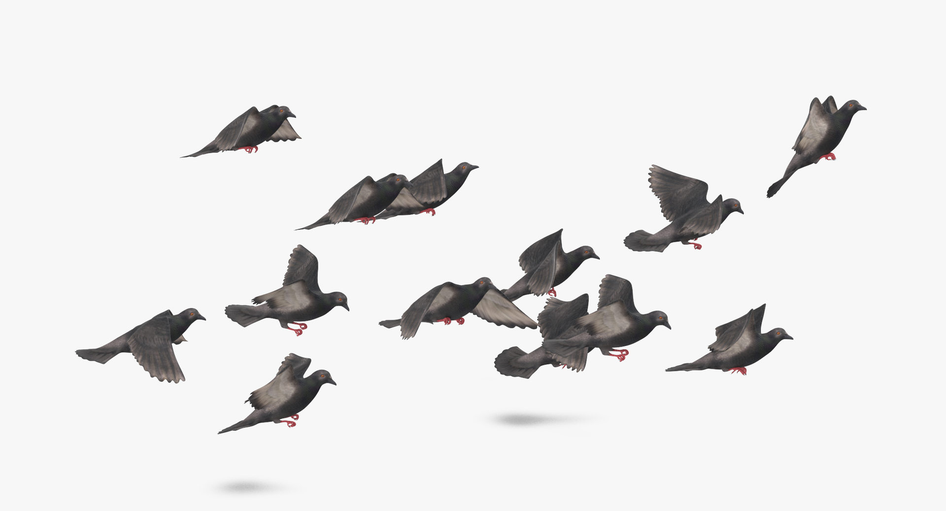Small Flocks Pigeons Flying 3D Model - TurboSquid 1333200