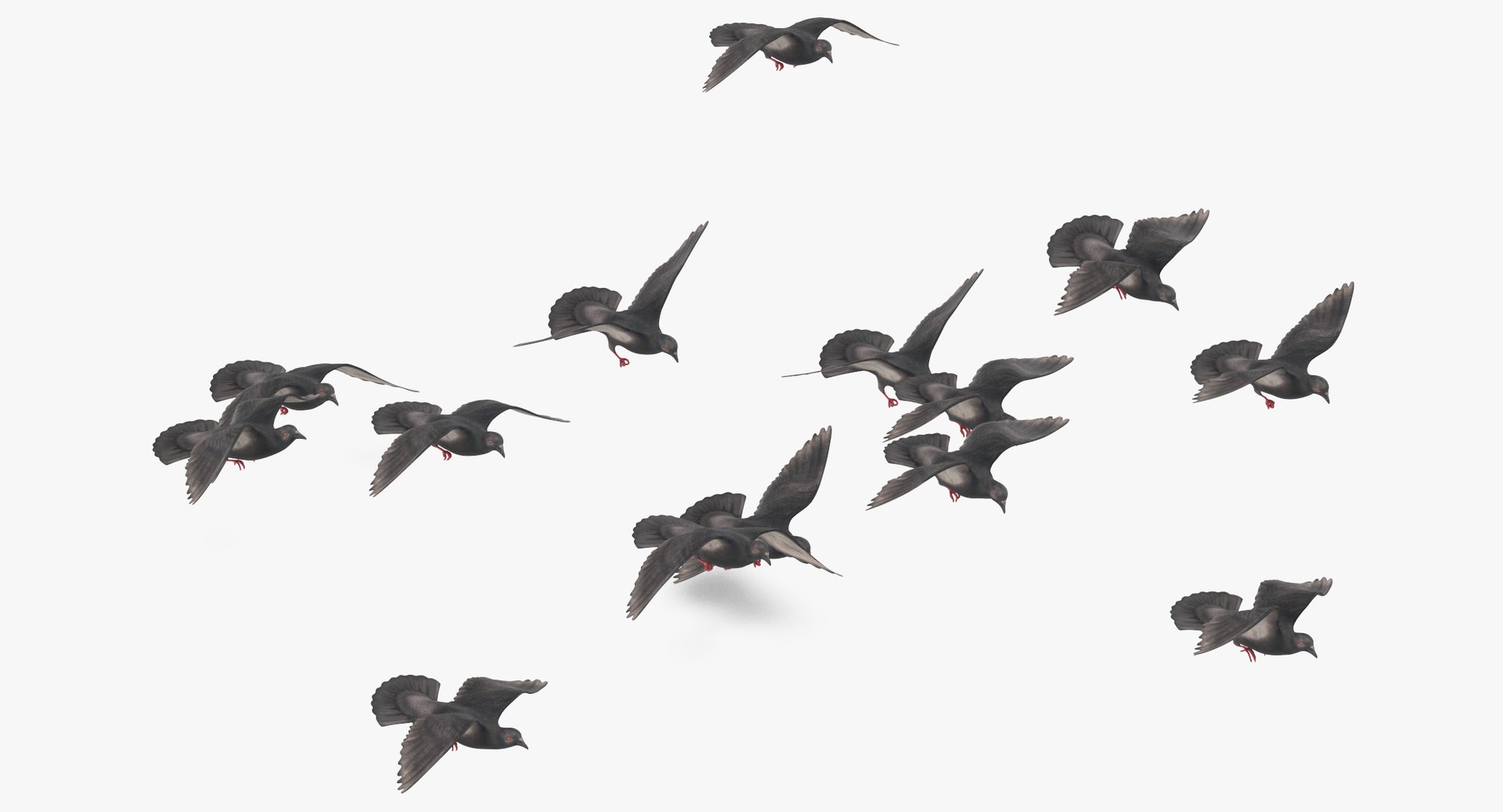 Small flocks pigeons flying 3D model - TurboSquid 1333200
