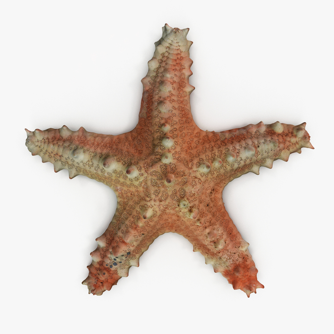 pentaceraster alveolatus starfish 3d obj