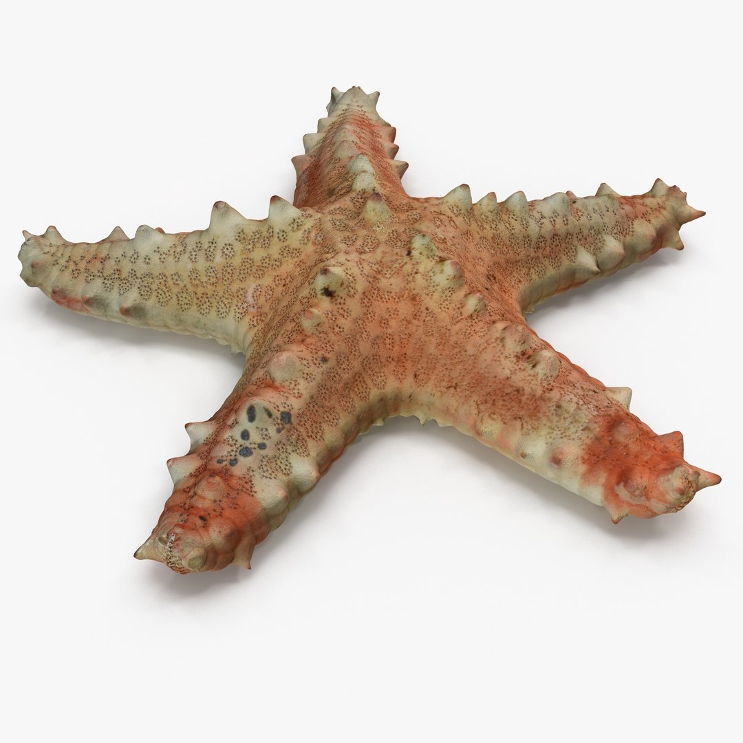 Pentaceraster Alveolatus Starfish 3d Obj