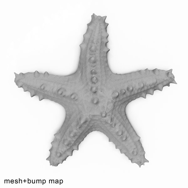 pentaceraster alveolatus starfish 3d obj