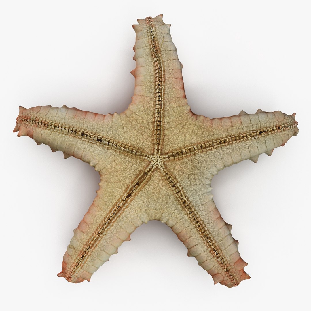 Pentaceraster Alveolatus Starfish 3d Obj
