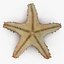 Pentaceraster Alveolatus Starfish 3d Obj
