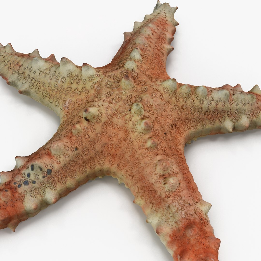 Pentaceraster Alveolatus Starfish 3d Obj