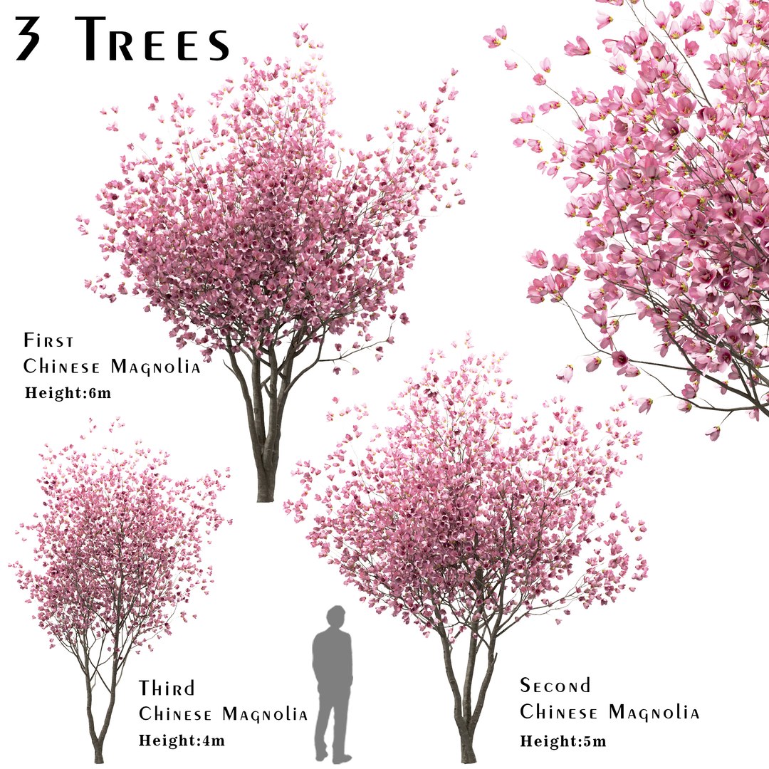 3D Set Of Chinese Magnolia Or Saucer Magnolia Trees - 3 Trees Model ...